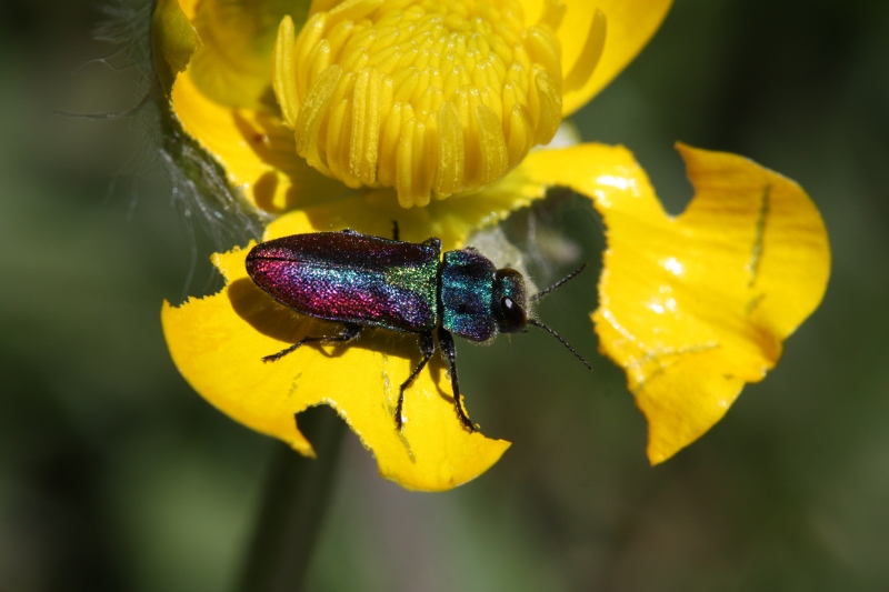 Forêt de la Massane – Réserves Naturelles de France